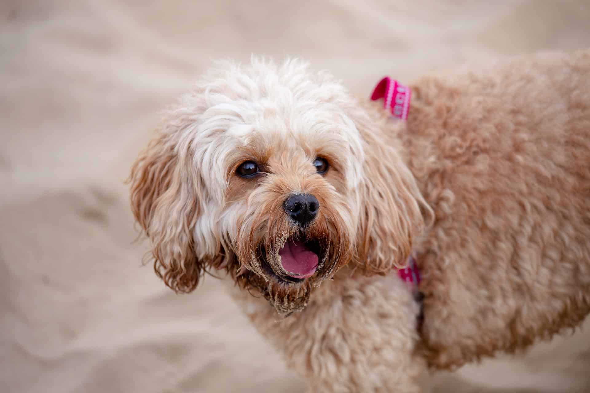Cavapoo: Dit moet je weten - Alles over honden